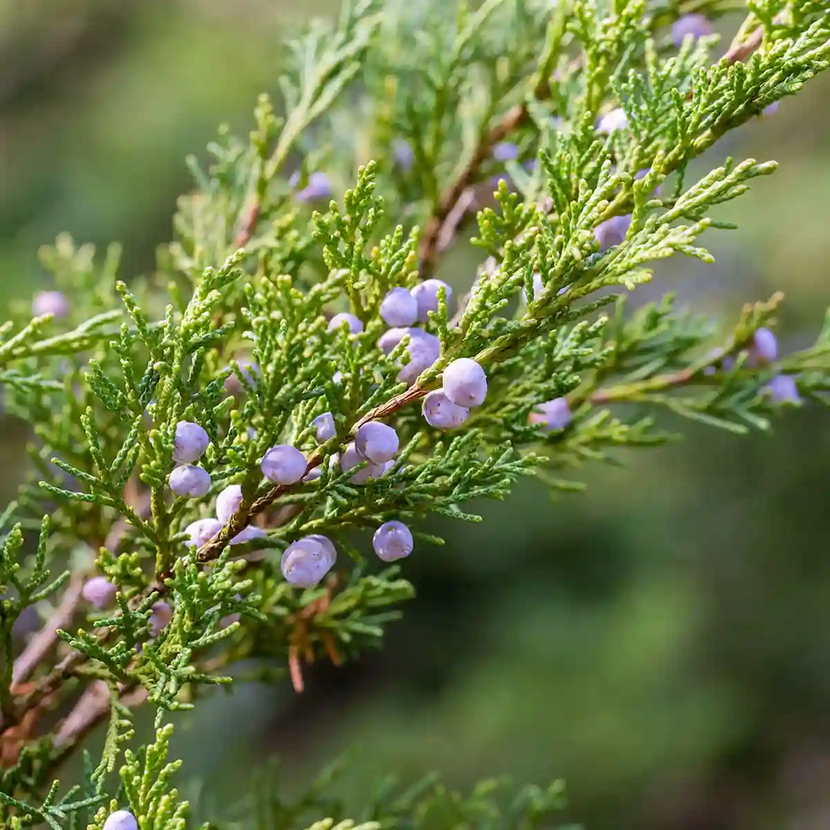 Junipers Are a Landscaper's Dream - Dreamscapes