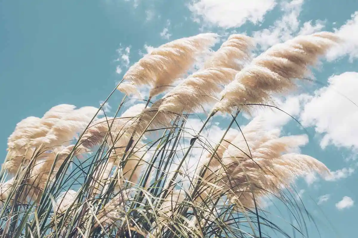Ultimate Guide to Growing and Caring for Pampas Grass - Dreamscapes