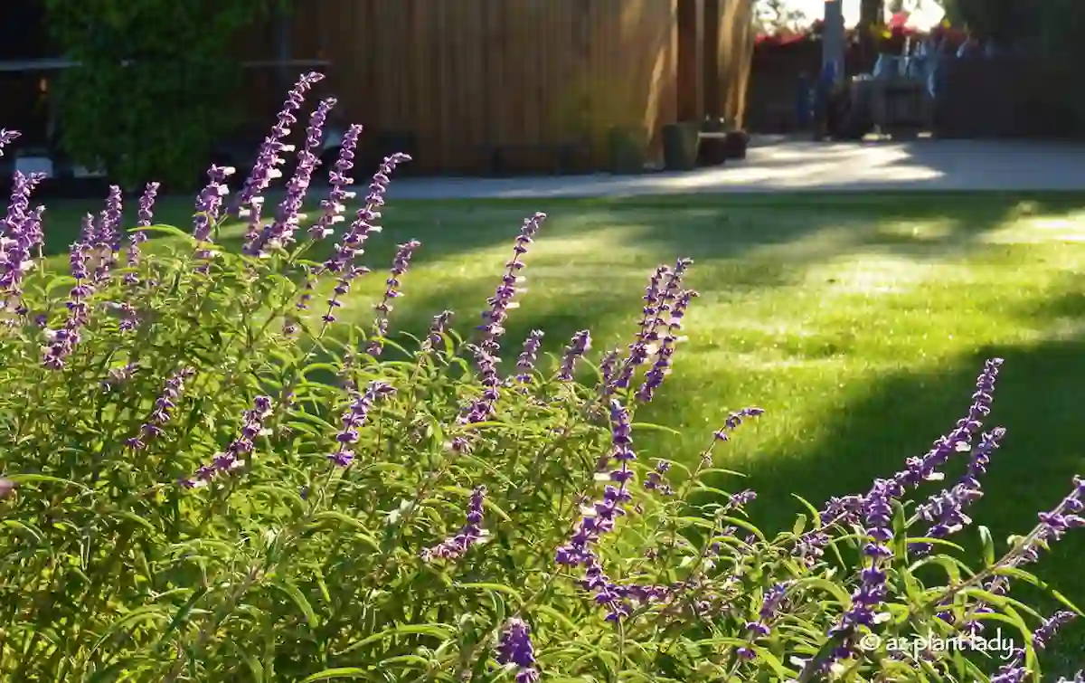 Add Salvia to Your Landscape for a Gorgeous Front Yard