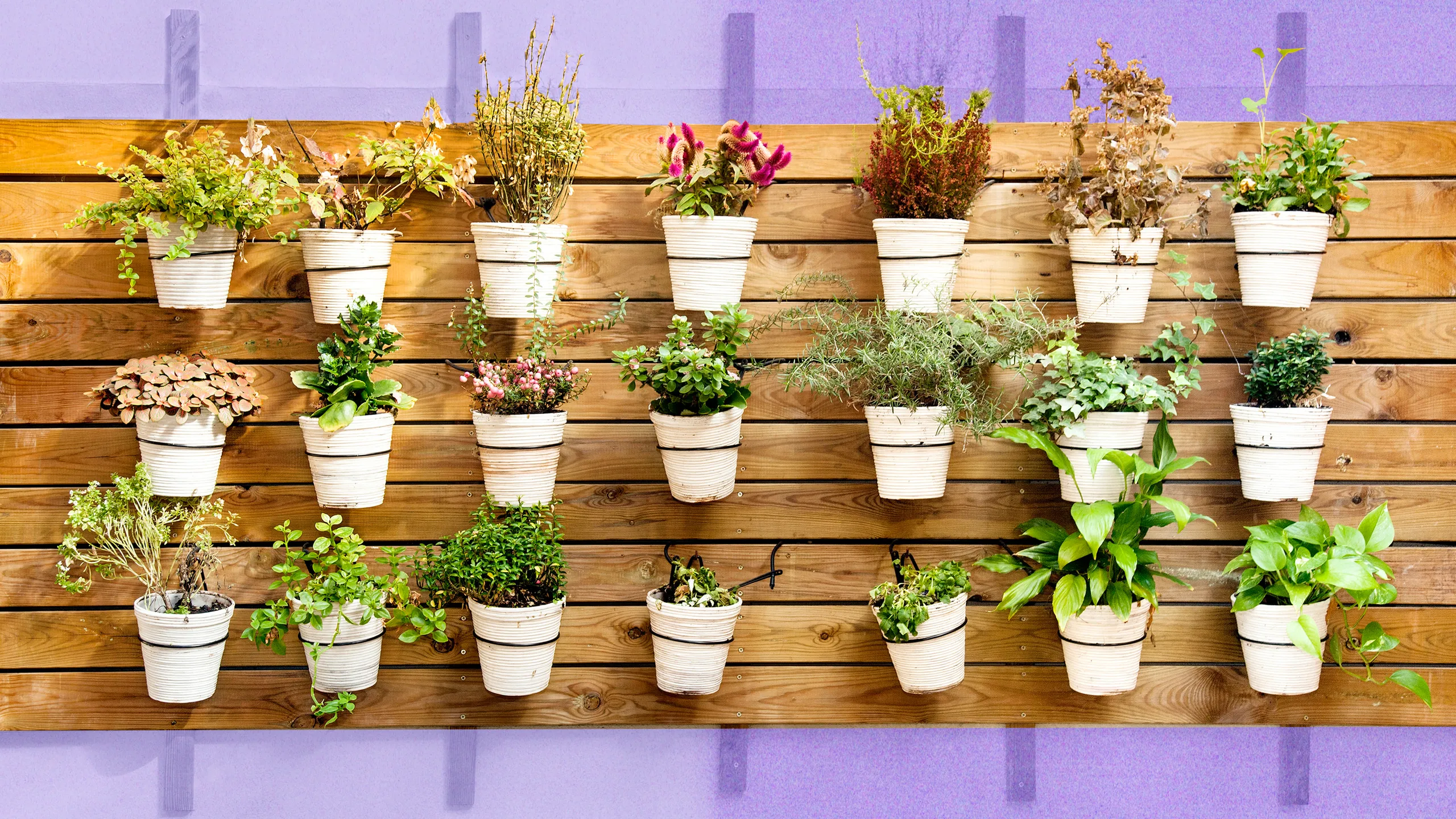Best Outdoor Plants for Patios That Thrive All Year